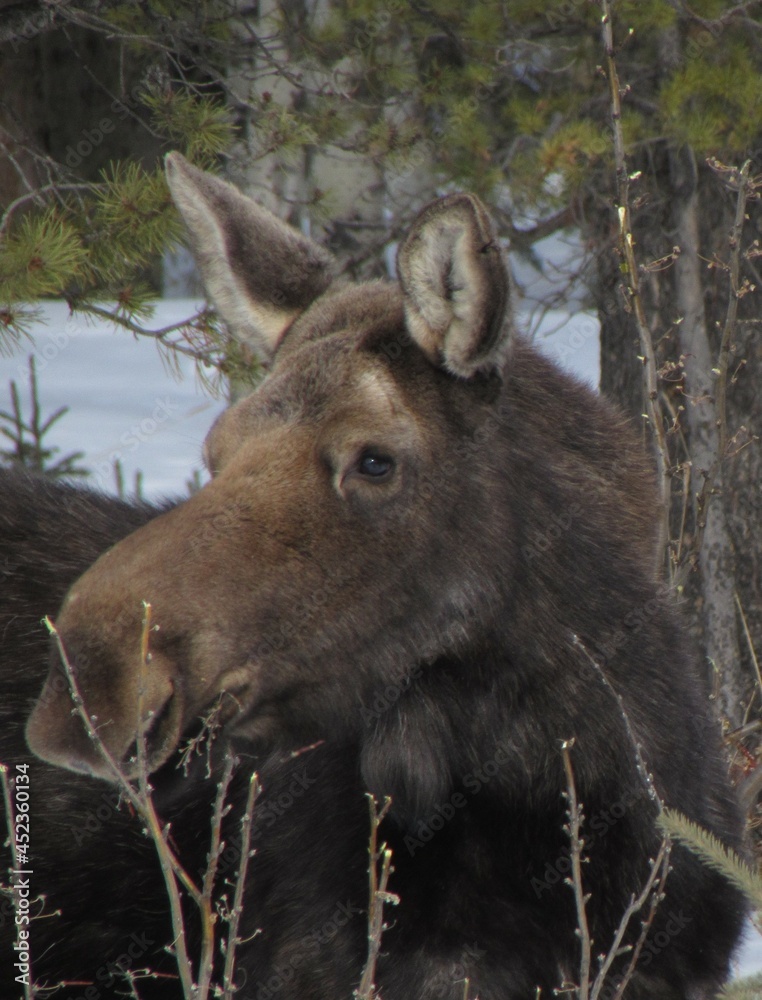 Antlerless cow moose browsing on shrubs Stock Photo | Adobe Stock