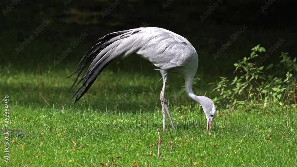 The Blue Crane, Grus paradisea, is an endangered bird specie endemic to ...