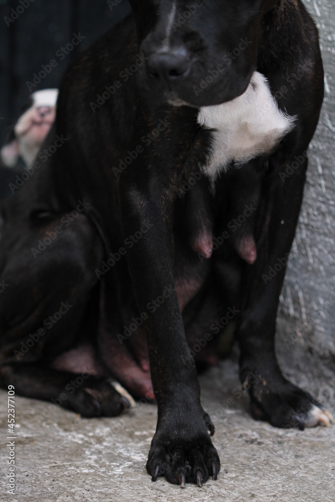 perra pitbull negra con blanco sentada con mamas para crianza de ...