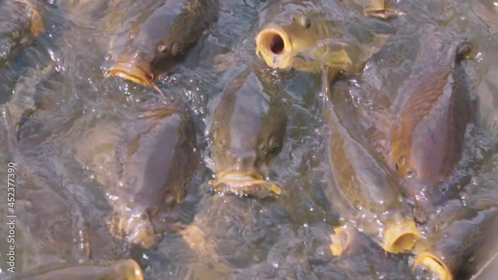 Crowding of carp fish (Tilapia fish) looking for food with wide-open ...