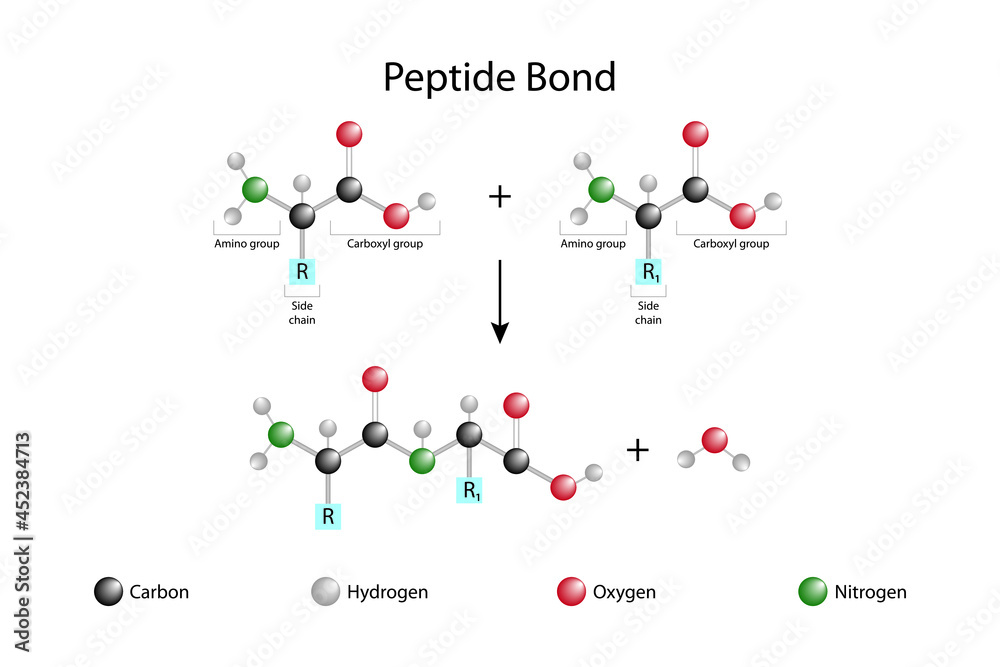 Formation Of Peptide Bond Protein Biosynthesis Reaction Stock Vector Adobe Stock
