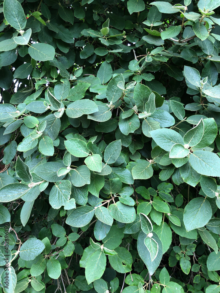 Wayfaring tree Vibernum lantana with display of leaf formation Stock ...