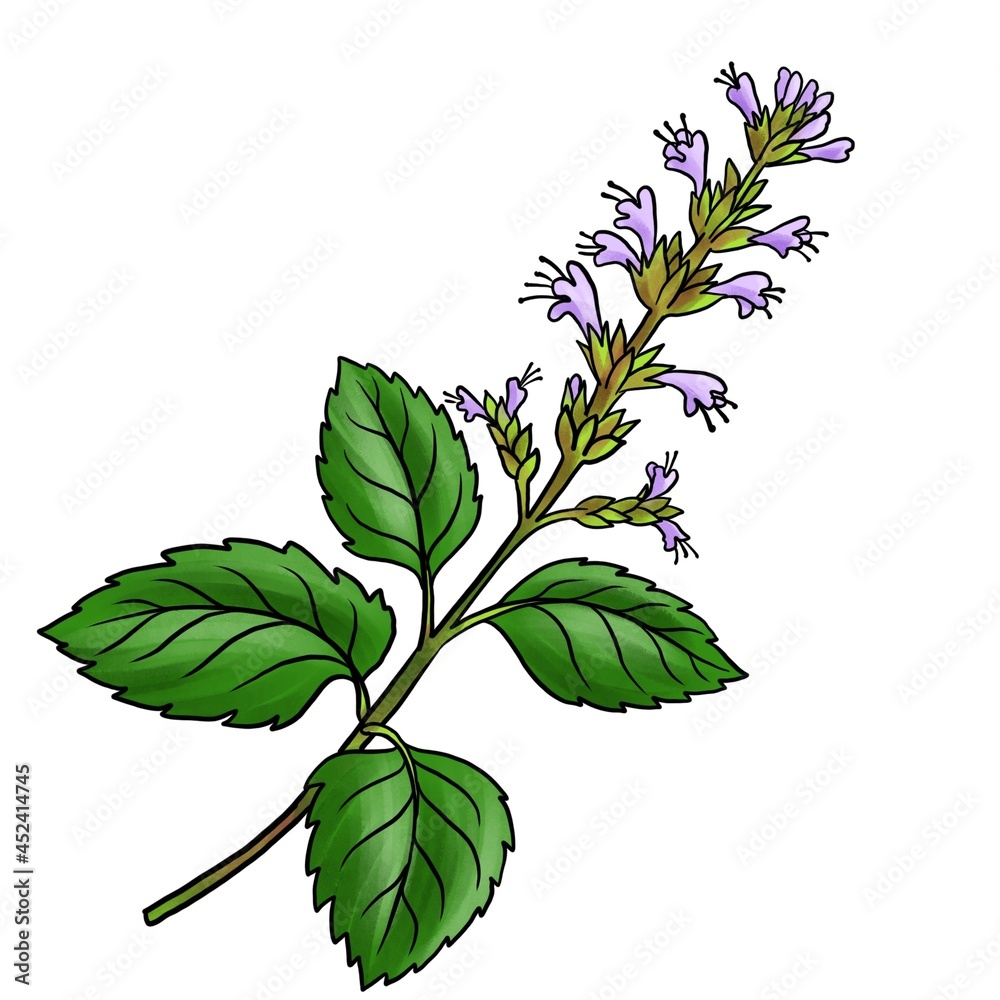 drawing flower of patchouli isolated at white background, hand drawn ...