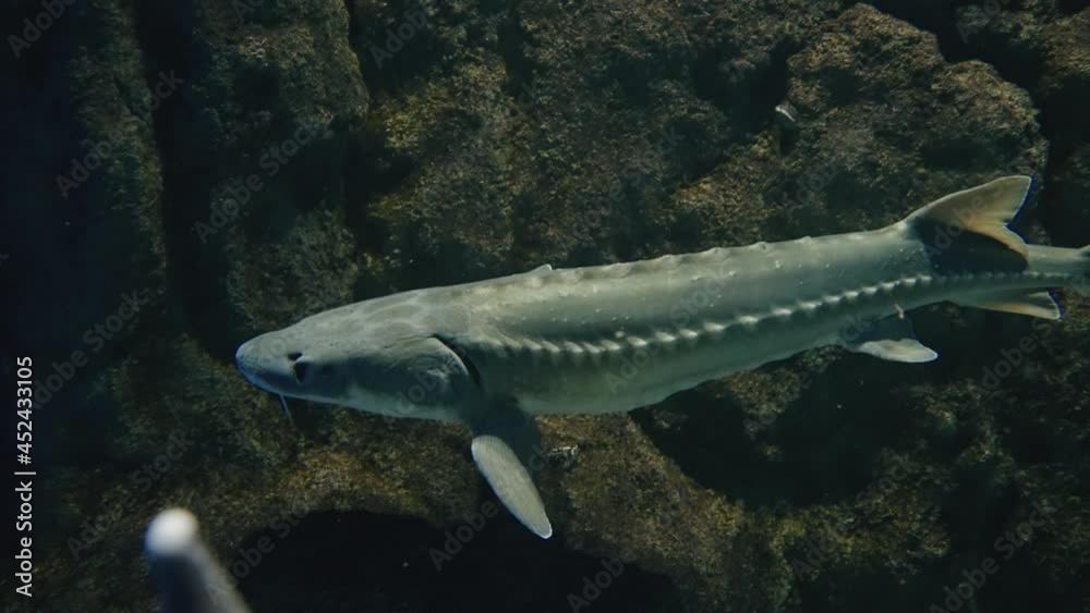 Sturgeon Fish Swimming In An Public Aquarium In Sendai, Miyagi, Japan ...