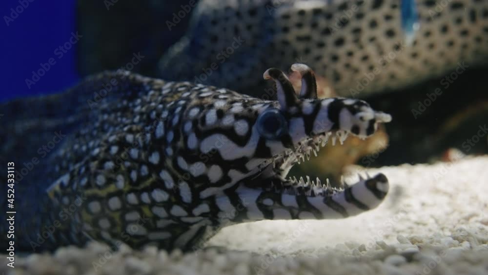 Close up Of Dragon Moray Eel Opening Its Mouth In An Aquarium - Leopard ...