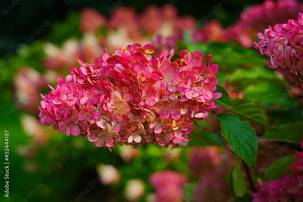 Hydrangea paniculata - Beautiful bush of hydrangea flowers in a garden ...