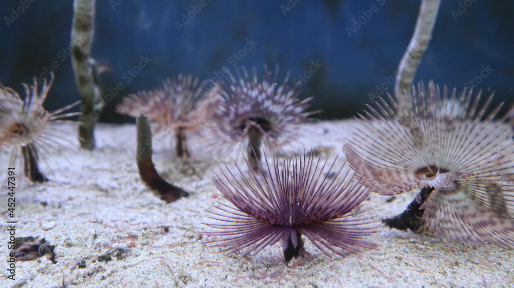 sea flowers are growing and blooming underwater world in the aquatic ...