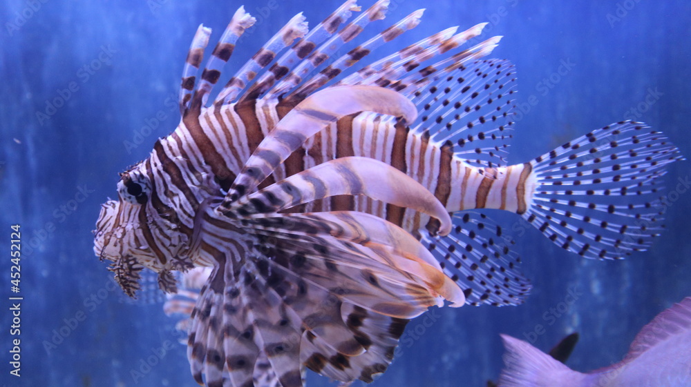 zebra fish is growing and swimming underwater world in the aquatic tank ...