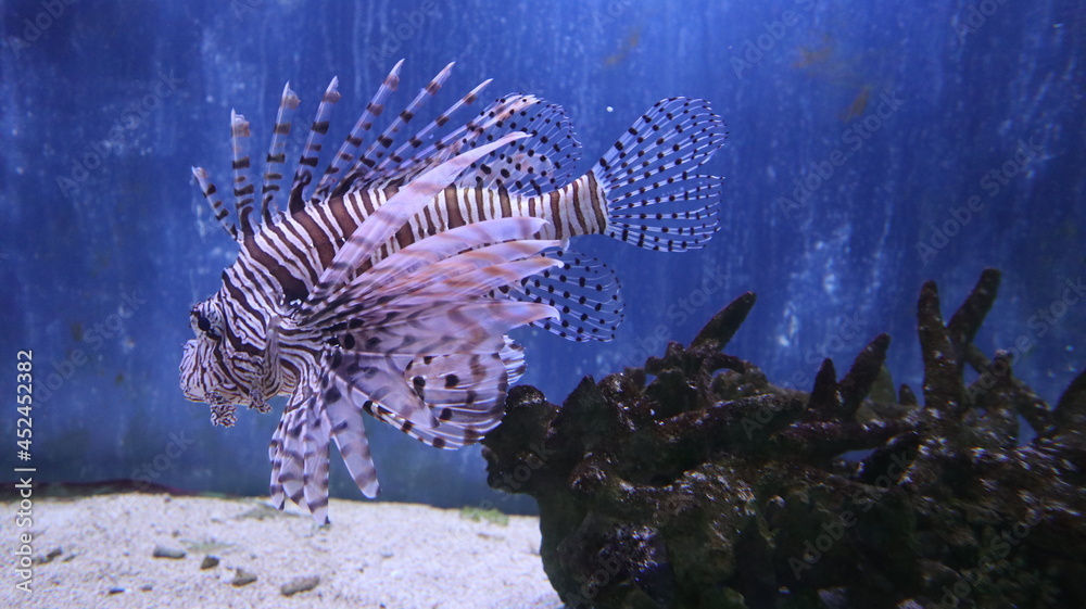 zebra fish is growing and swimming underwater world in the aquatic tank ...