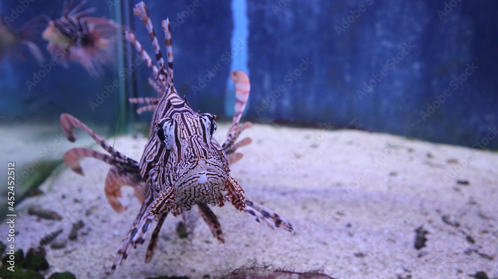 zebra fish is growing and swimming underwater world in the aquatic tank ...