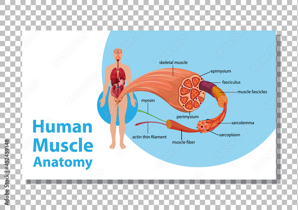 Human muscle anatomy with body anatomy Stock Vector | Adobe Stock