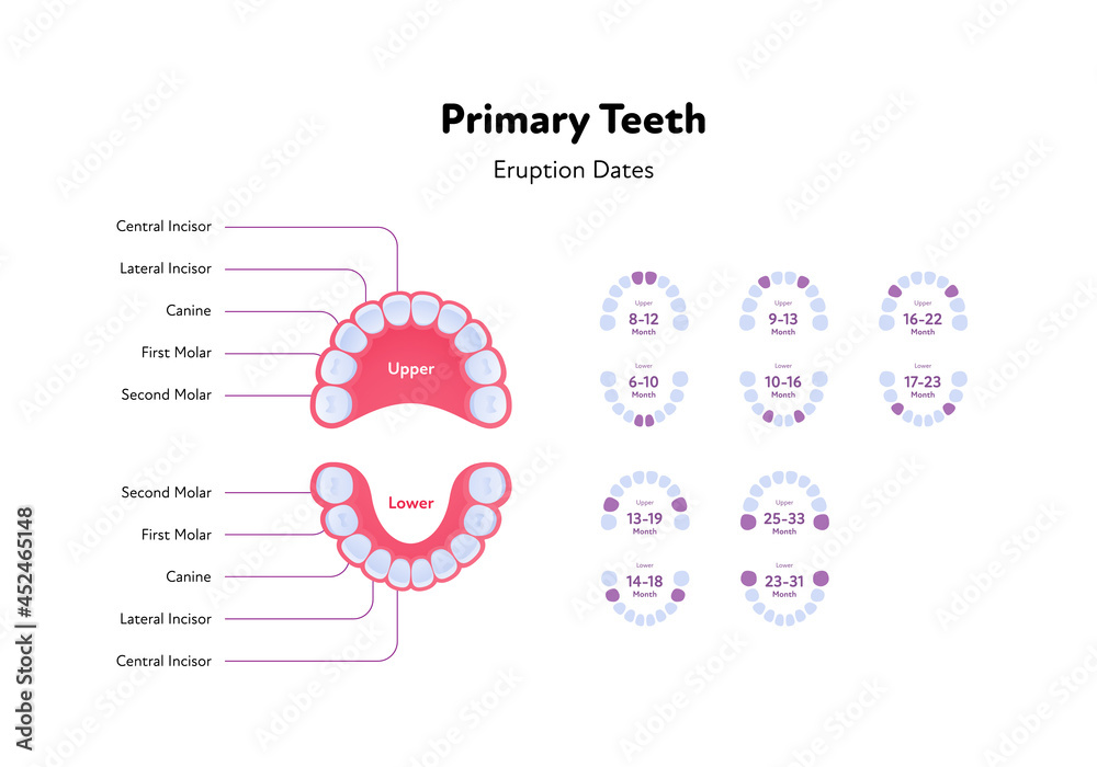 Fototapeta Dental jaw and tooth anatomy chart. Vector biomedical ...