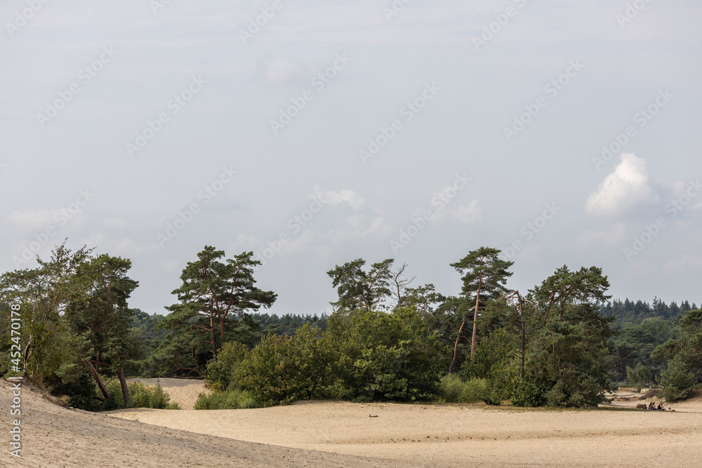 Row of pine trees along the edge of Soesterduinen sand dunes in The ...