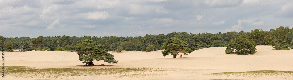 Wide panorama of solitary pine trees in the middle of the Soesterduinen ...