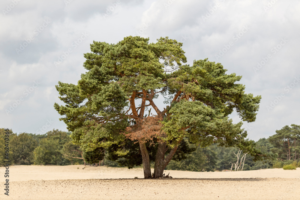 Solitary pine tree in the middle of Soesterduinen sand dunes in The ...