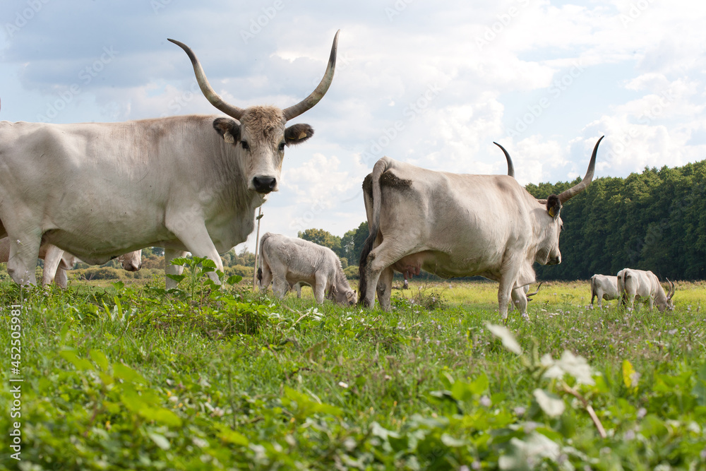 Hungarian Grey. Domesticated cattle breed. Ancient breed of domestic ...
