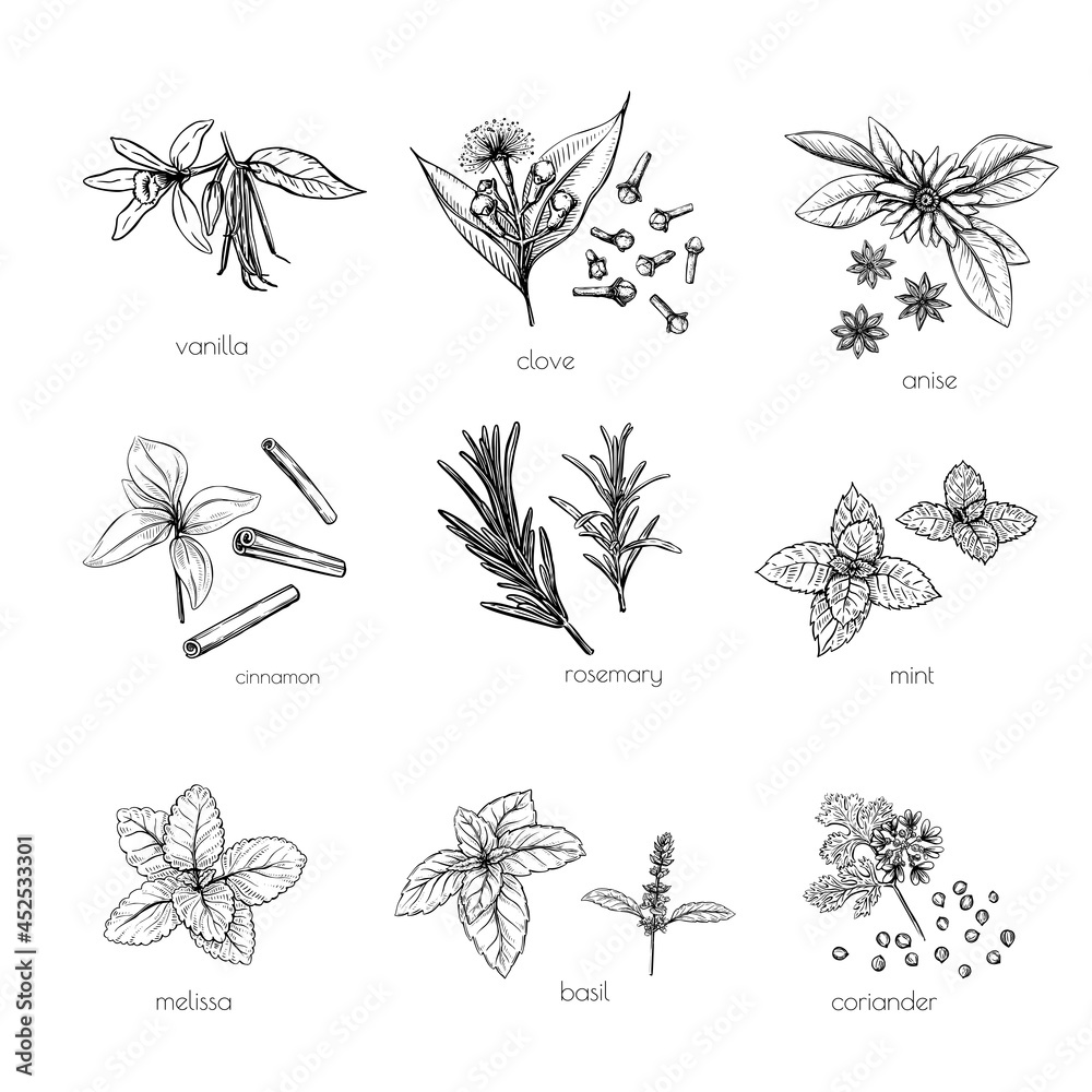 Vintage hand drawn black spices set on white backdrop. Isolated sketch ...