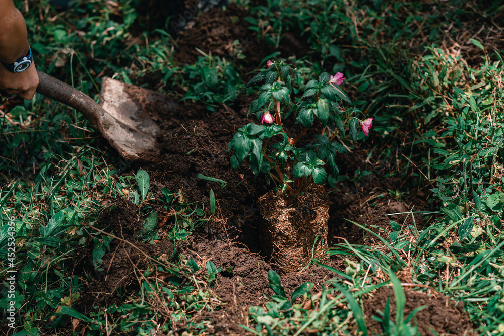 manos de una persona sembrando plantas para reforestar Stock Photo ...