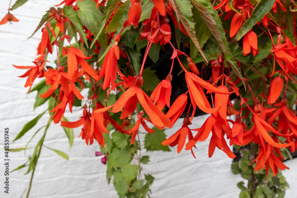 Begonia Bonfire (Begonia boliviensis) flowering in a garden in ...