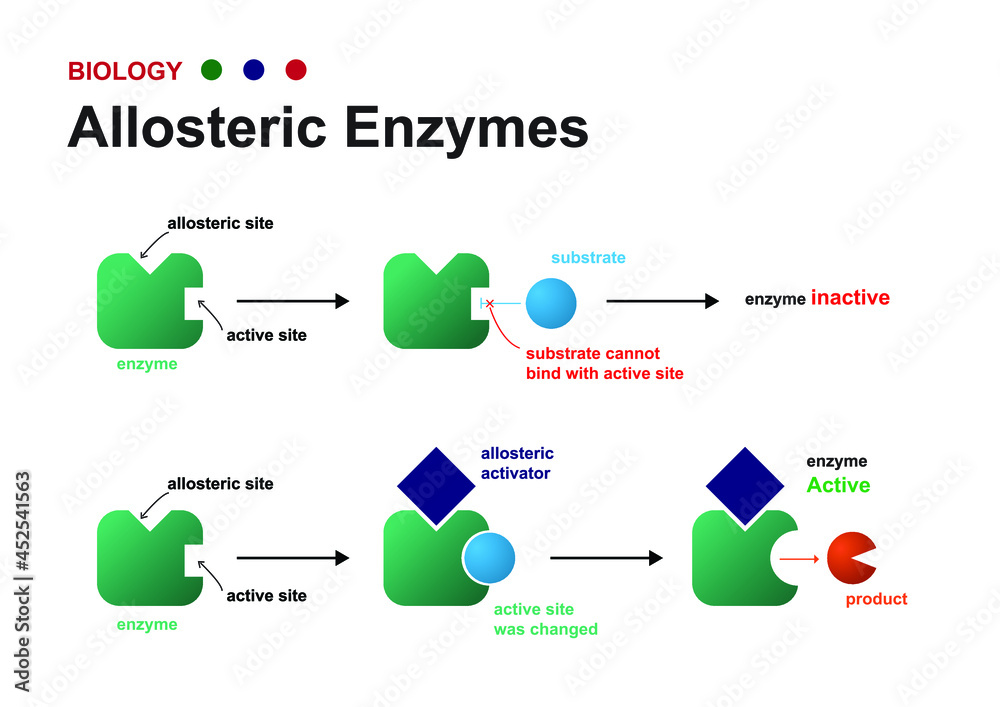 biology diagram show regulation of allosteric enzyme system Stock ...