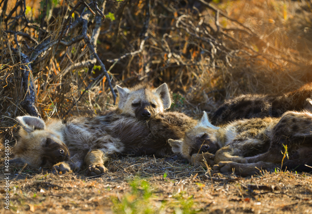 Poster A litter of cuddling spotted hyena (Crocuta crocuta) cubs on the ...