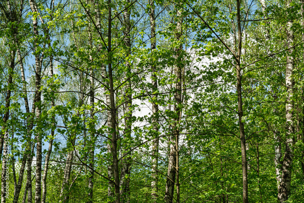 Trunks of deciduous forest trees with green foliage. In the background ...