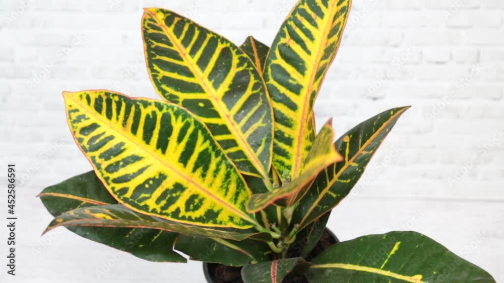 The plant Codium variegated (Lat. Codiaēum variegātum) with beautiful ...