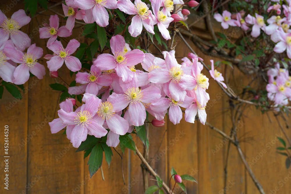 Foto de Clematis Montana flowers ( Clematis Elizabeth) close up. Also ...