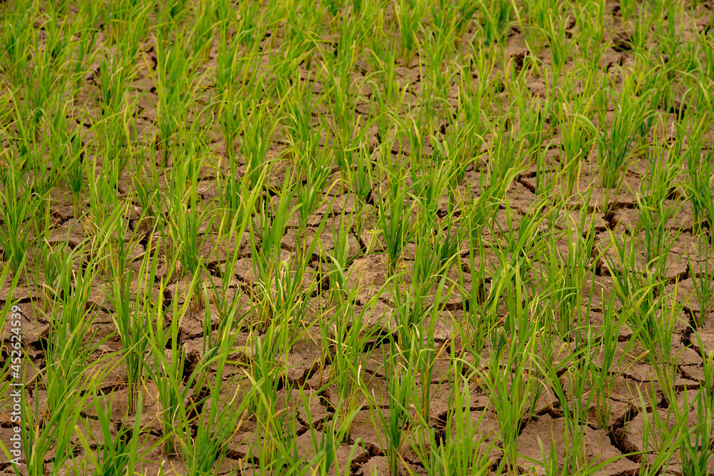Rice field and cracked soil ground background, brown and green rice ...