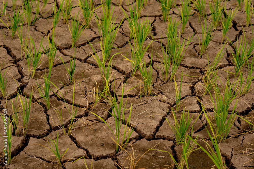 Rice field and cracked soil ground background, brown and green rice ...
