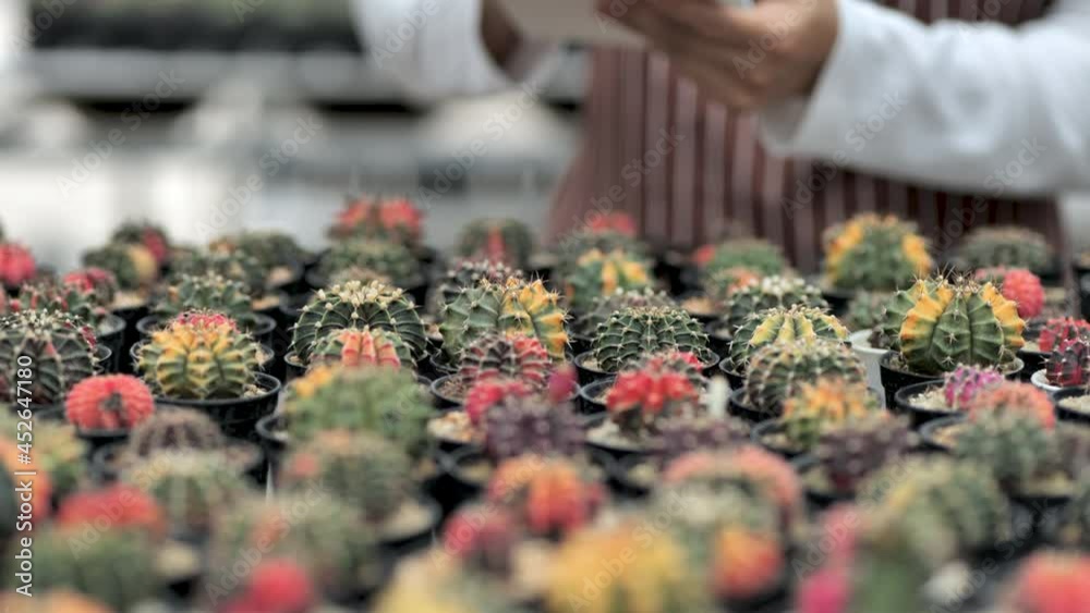 Family help takes care of the cactus garden, the concept of selling ...
