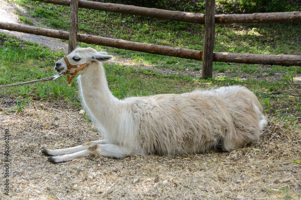Llama Lama glama lying in the pen Stock Photo | Adobe Stock