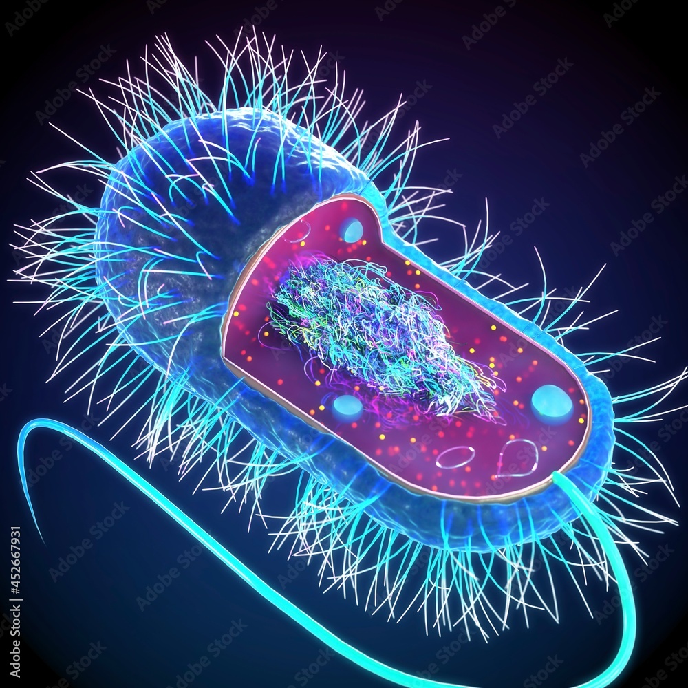Prokaryotic cell structure, illustration Stock Illustration | Adobe Stock