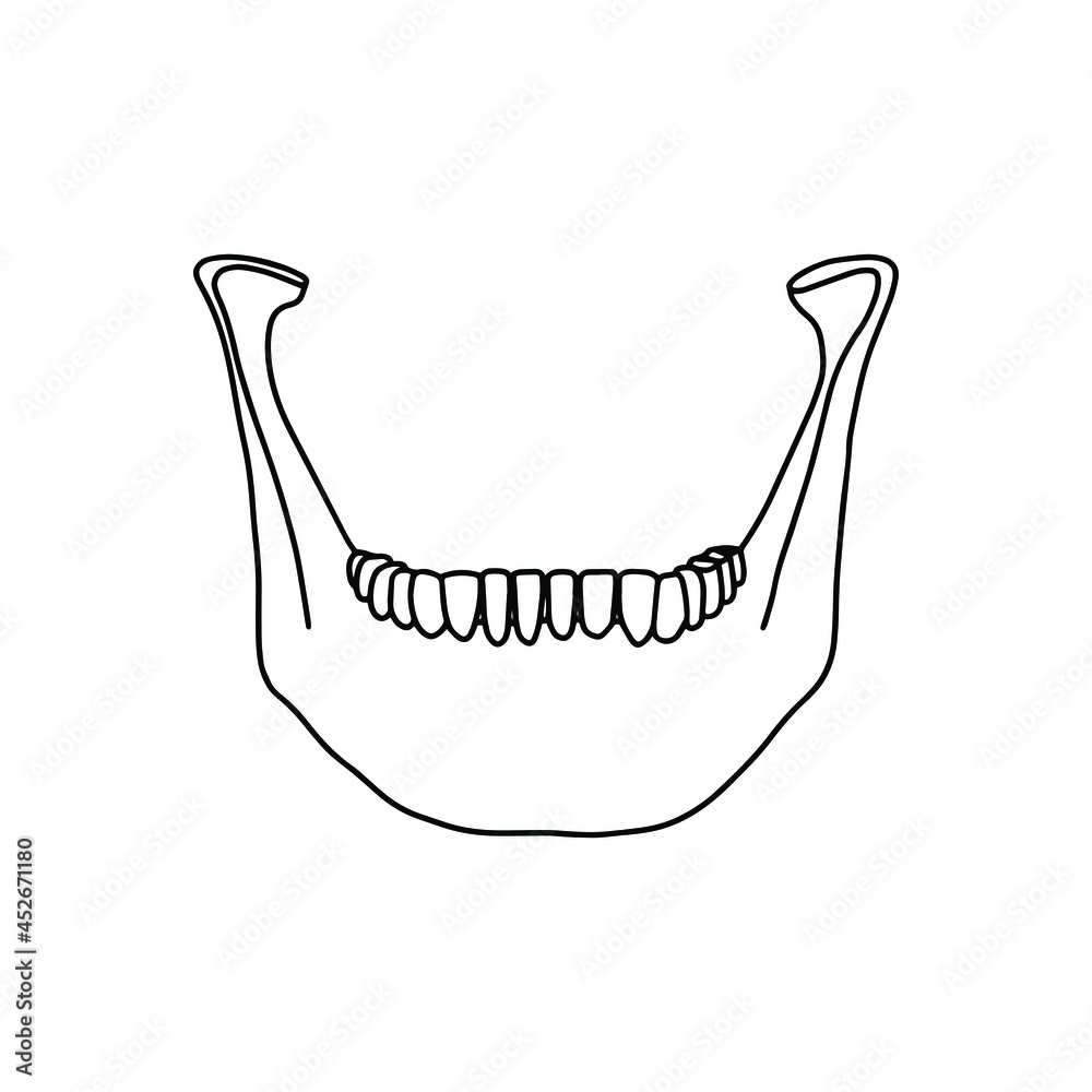 Lower human jaw with teeth, front view. Outline, anatomical, hand drawn ...