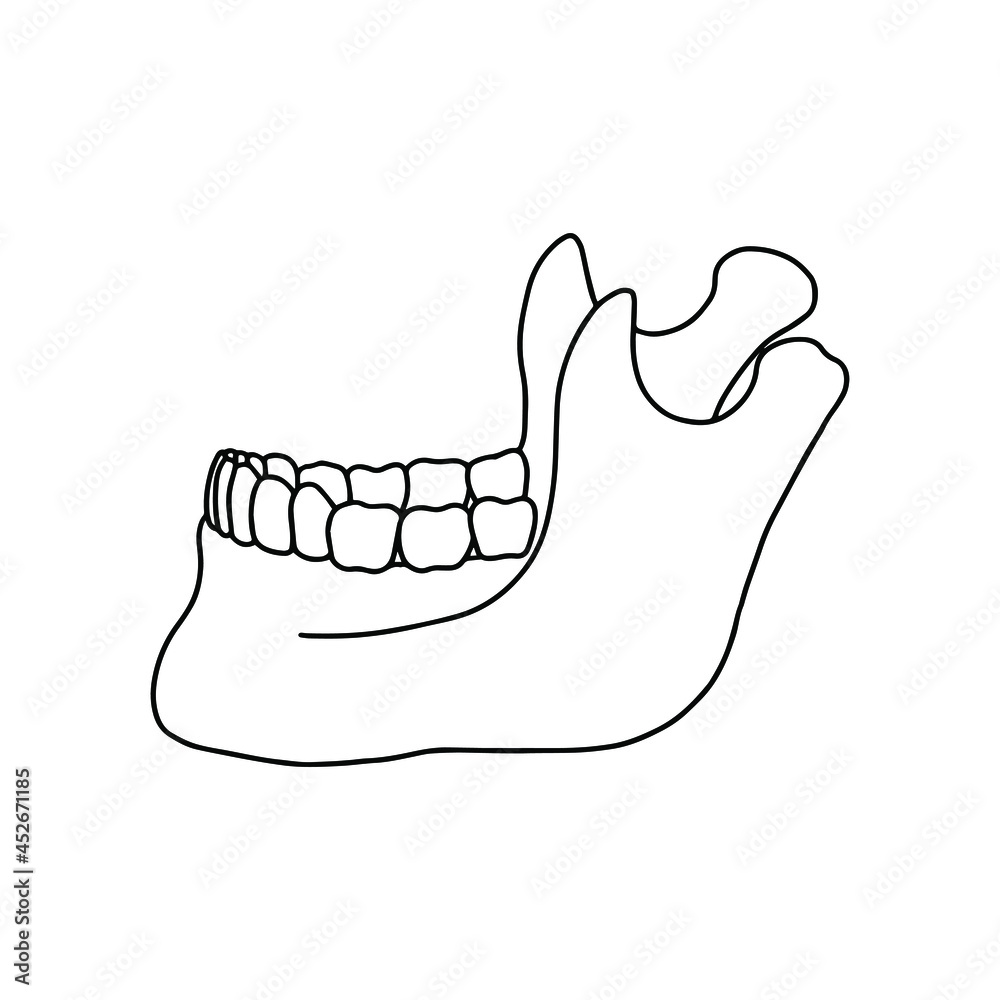 Lower human jaw with teeth, side view. Outline, anatomical, hand drawn ...