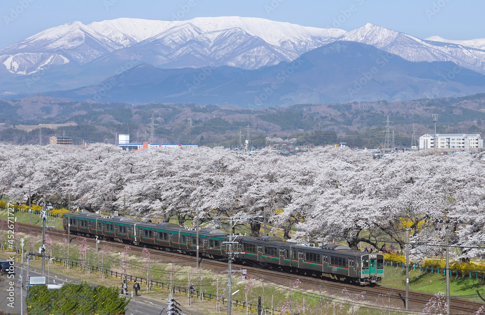 Japanese local train with row of full bloom cherry tree along the ...
