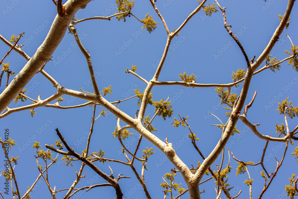 An Indian Ghost Tree aka Sterculia urens in the Pench National Park in ...