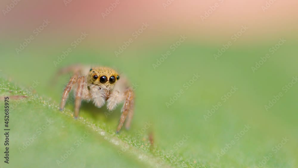 SLOW MOTION, MACRO, DOF: Adorable little jumping spider crawls along a ...