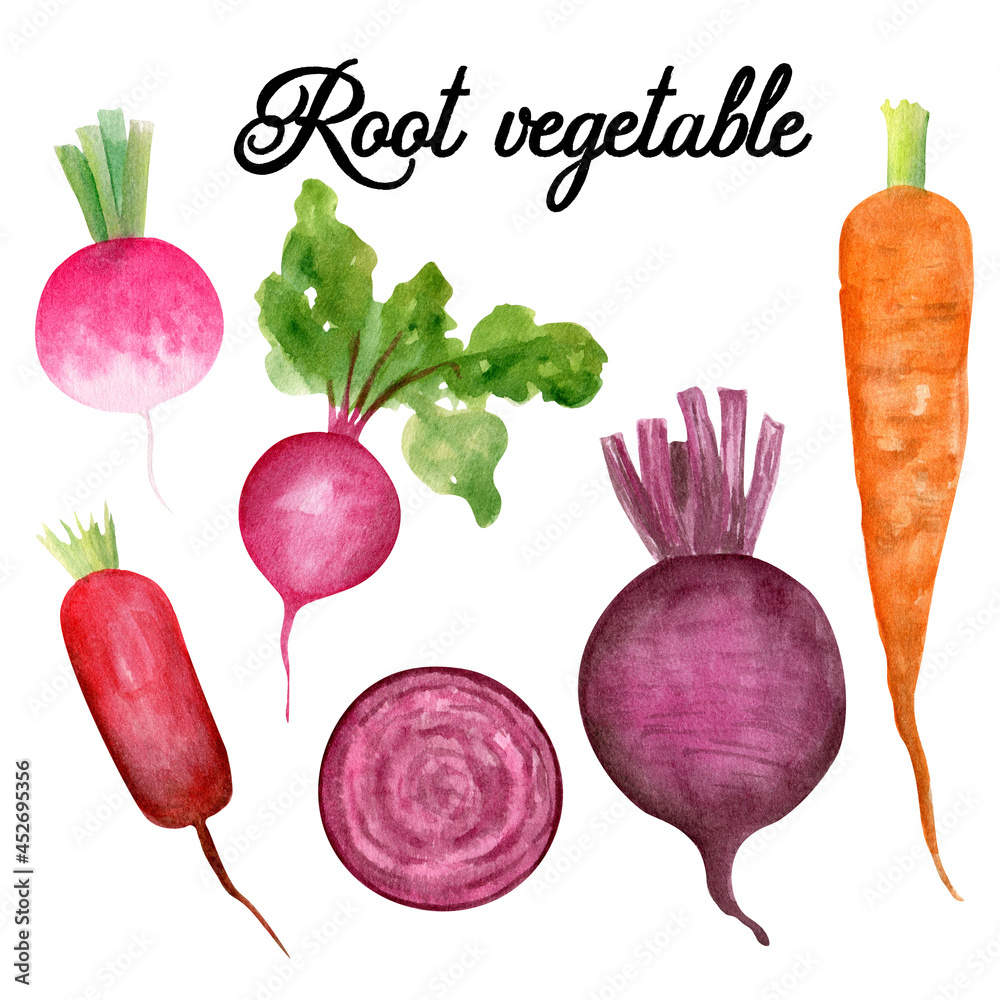 Root vegetable watercolor set. Hand drawn illustration. Isolated ...