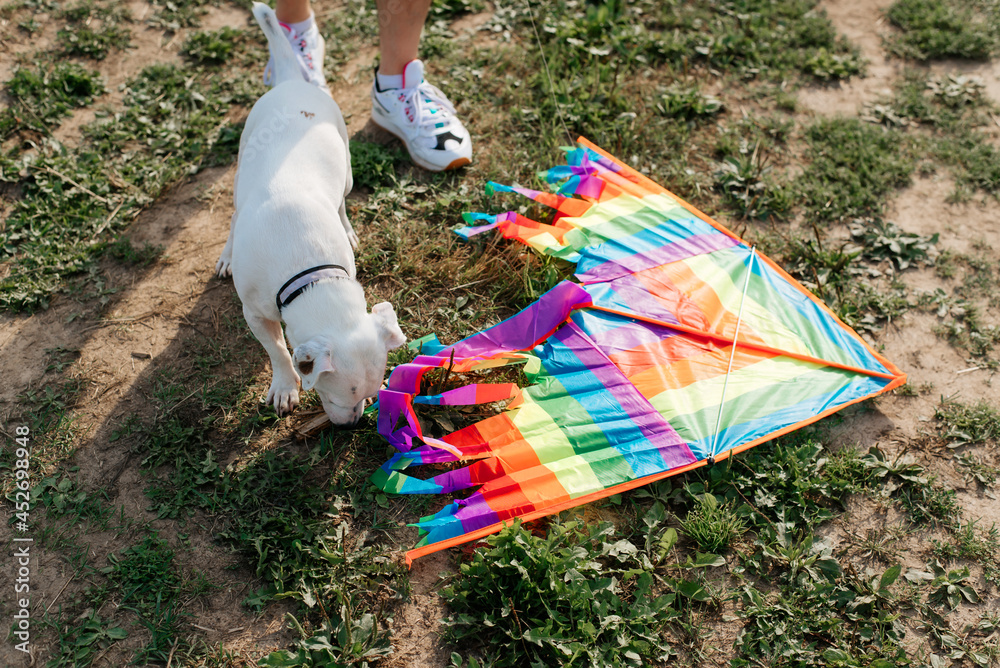 Jack russell terrier sniffing rainbow kite lying on grass outdoors, top ...