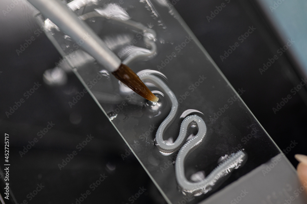 The study parasite or worms is a freshwater fish parasite in laboratory ...