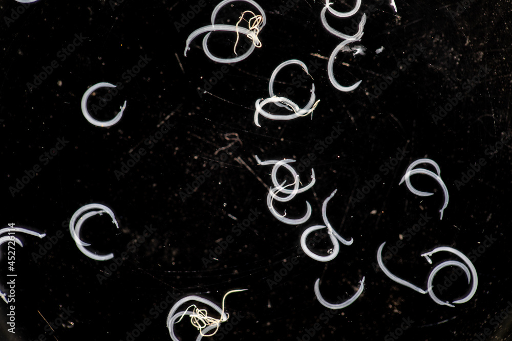 The study parasite or worms is a freshwater fish parasite in laboratory ...