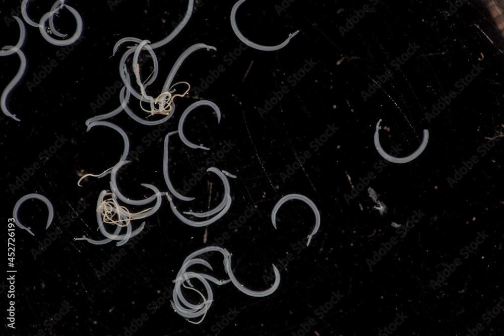 The study parasite or worms is a freshwater fish parasite in laboratory ...