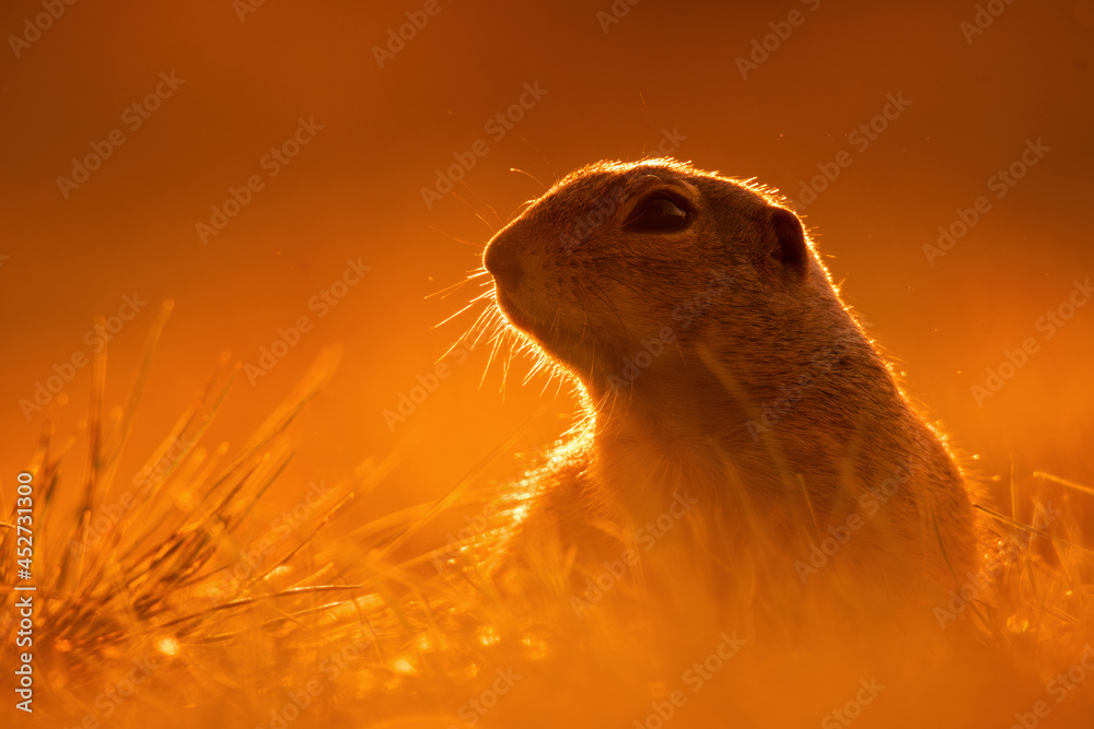 European ground squirrel (Spermophilus citellus), with beautiful orange ...