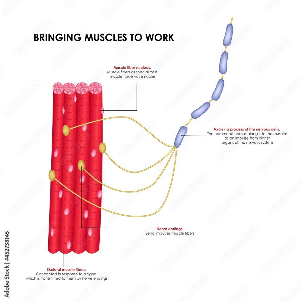 Nerves that bring muscles to work. Realistic medical illustration ...