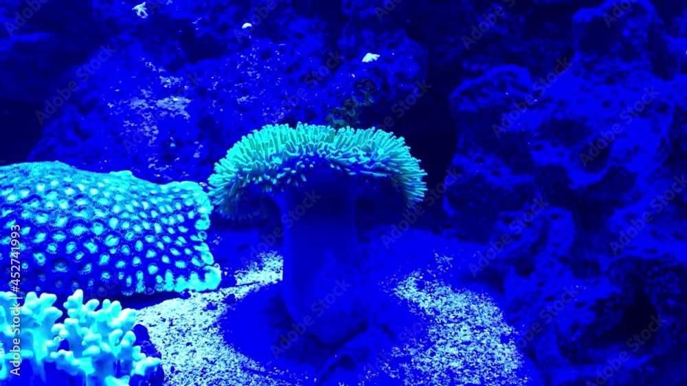 Underwater Image of sea plants and algae in the Sea, fish swimming in ...