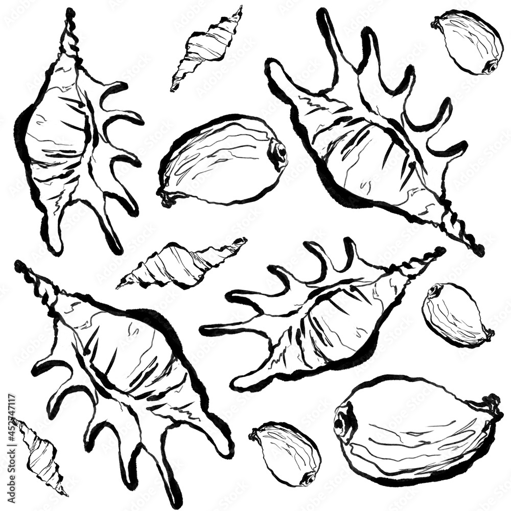 seashells line art, seashells isolated on white, sea life one line ...