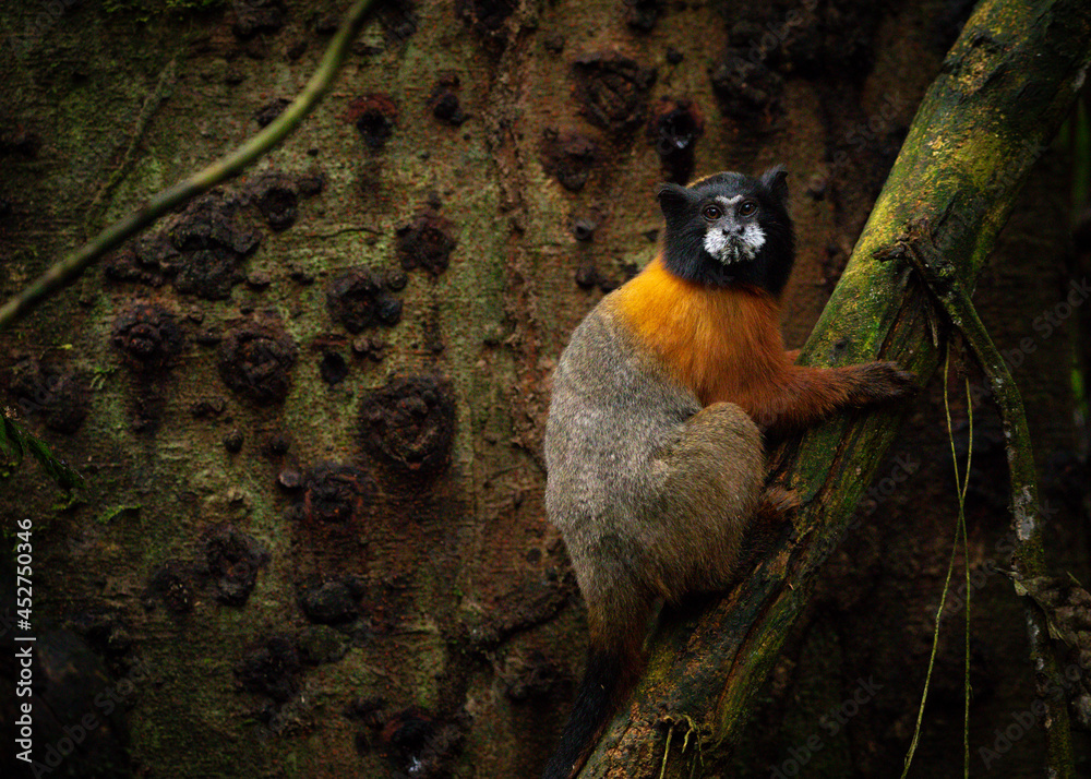 Golden-mantled Saddle-back Tamarin (Leontocebus tripartitus) in the ...
