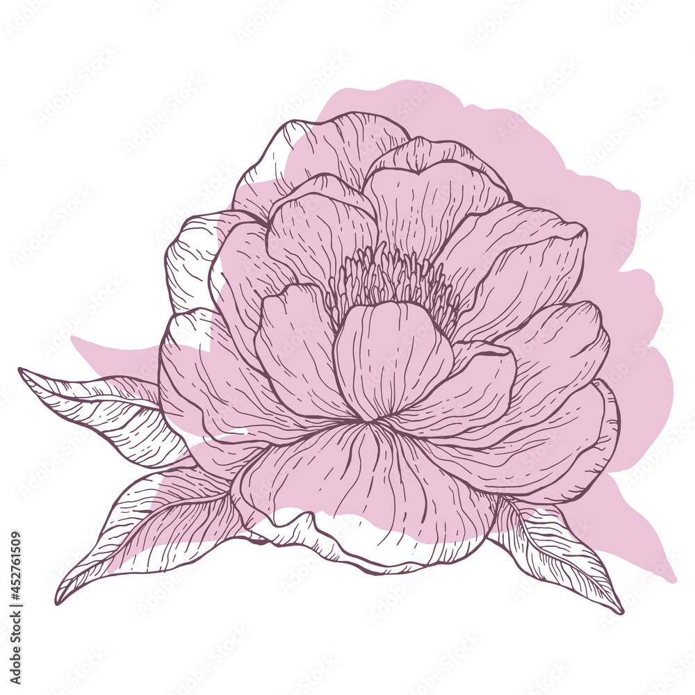 Pastel purple floral line art on white background. Beautyful peonies ...