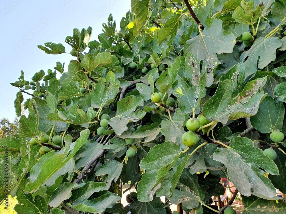 The fig is the edible fruit of Ficus carica. Green figs in a tree ...